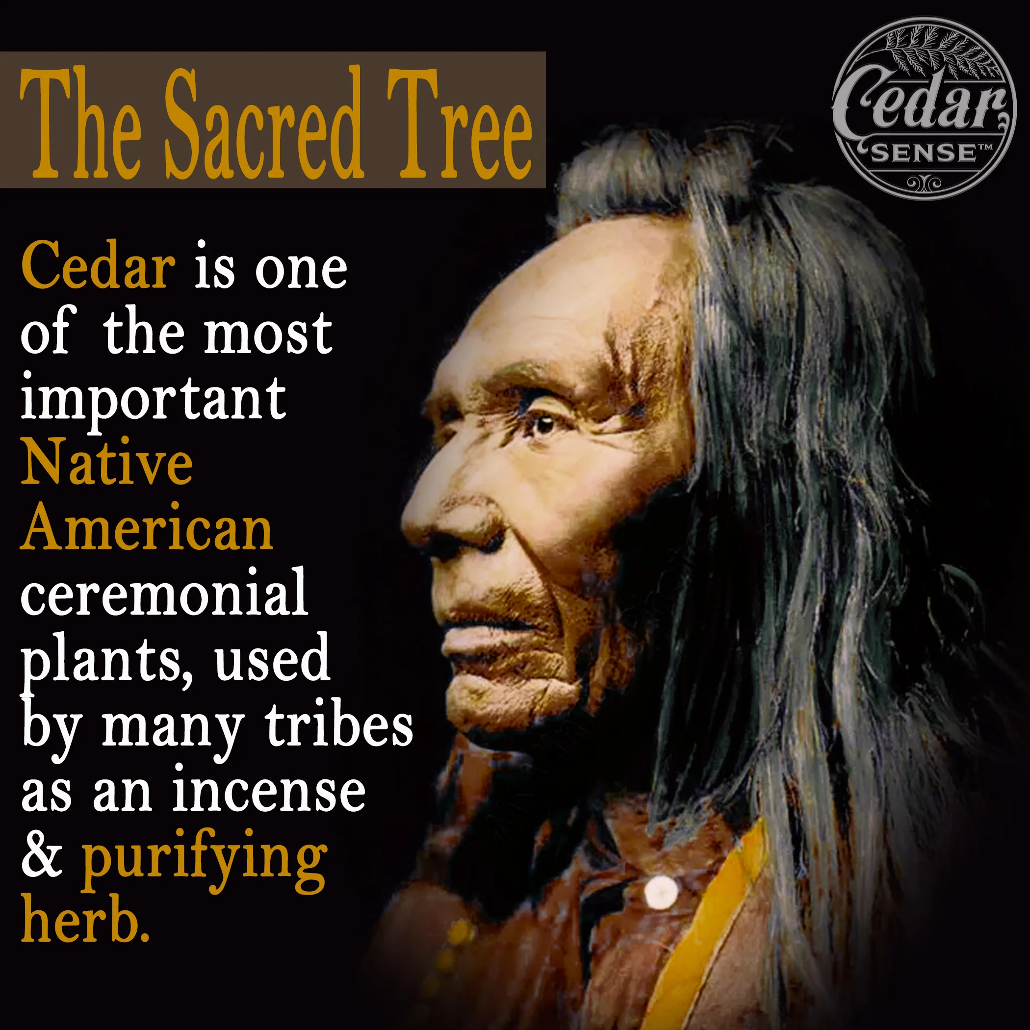 Native American Cedar Trees How To Grow And Care For The Deodar Cedar
