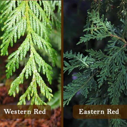 East Meets West: Western Red Cedar vs Eastern Red Cedar